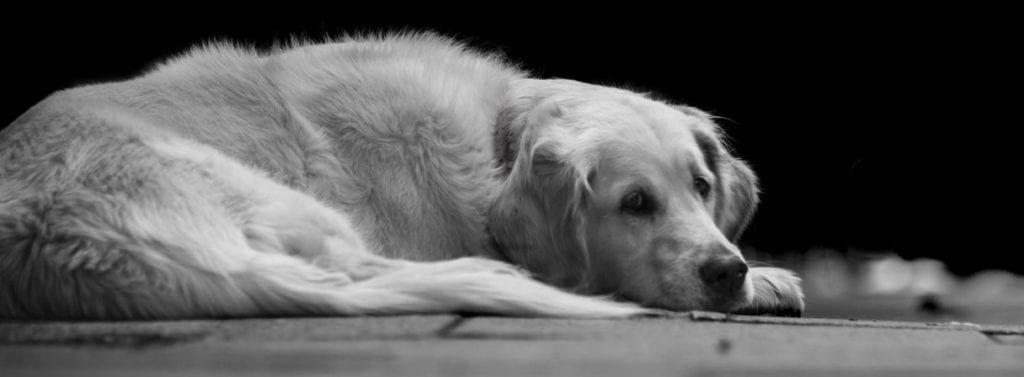 Surrendering A Pet - Humane Society of Pulaski County